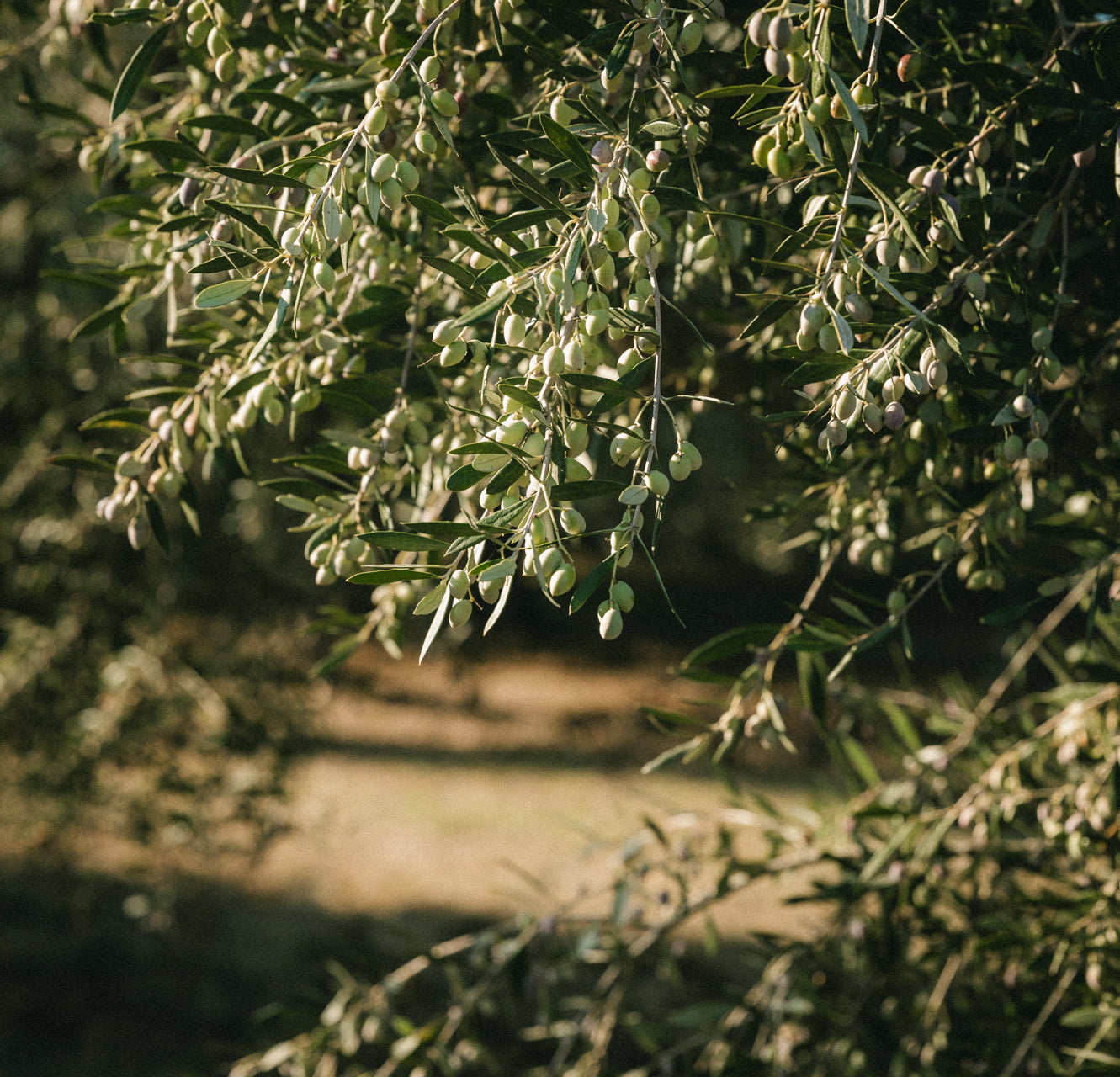 Butter vs. Olive Oil: Calorie & Flavor Breakdown | Bill's Premium Olive Oil
